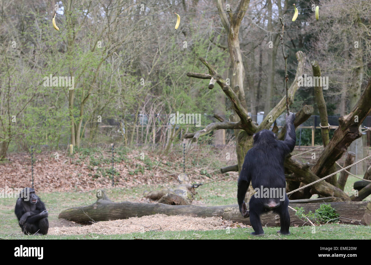 The chimpanzees of Burgers' Zoo use sticks to fish for bananas on a ...