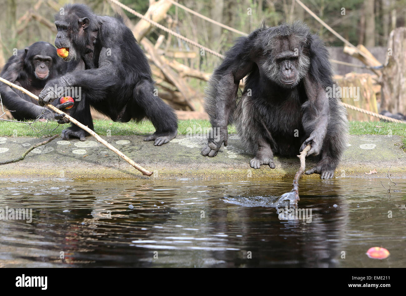 The chimpanzees of Burgers' Zoo use sticks to fish for bananas on a ...