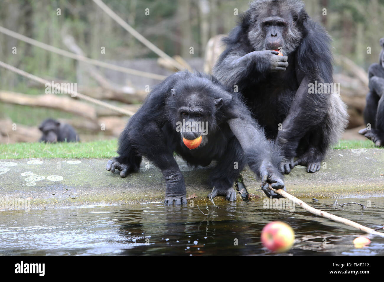 The chimpanzees of Burgers' Zoo use sticks to fish for bananas on a ...