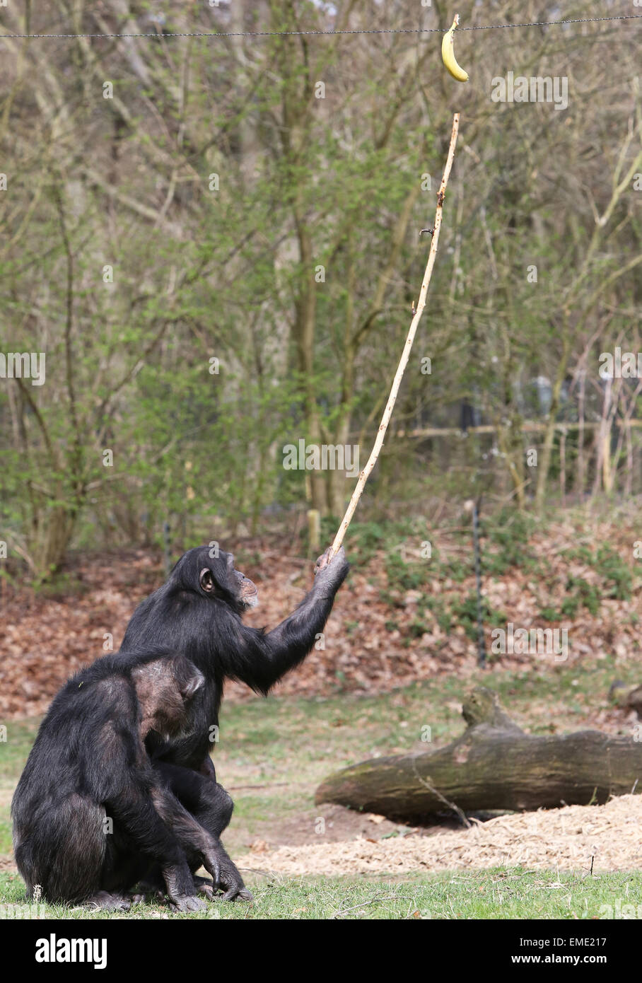 Chimpanzee with stick hi-res stock photography and images - Alamy
