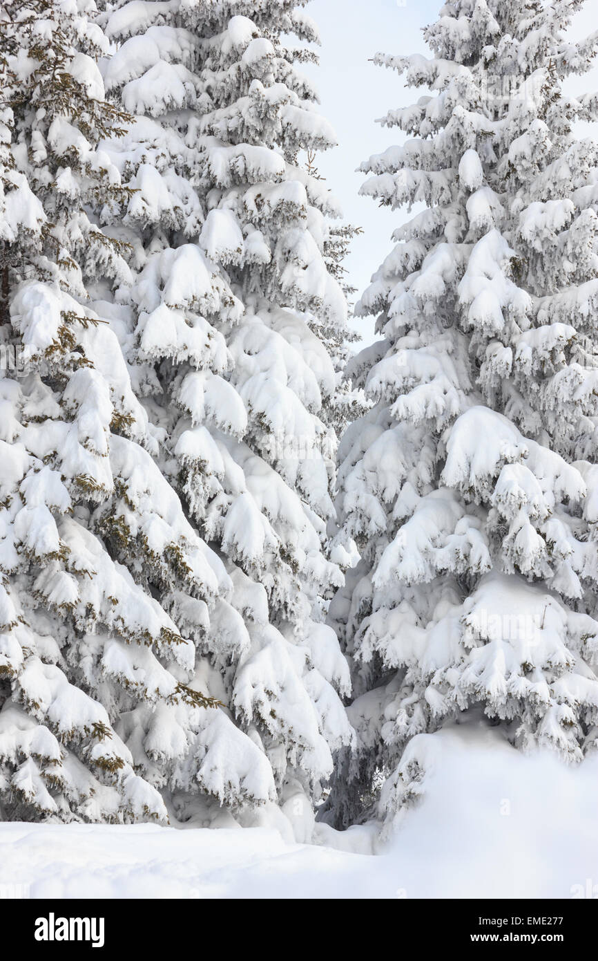 Beautiful fir trees covered with snow on a winter mountain on clear ...