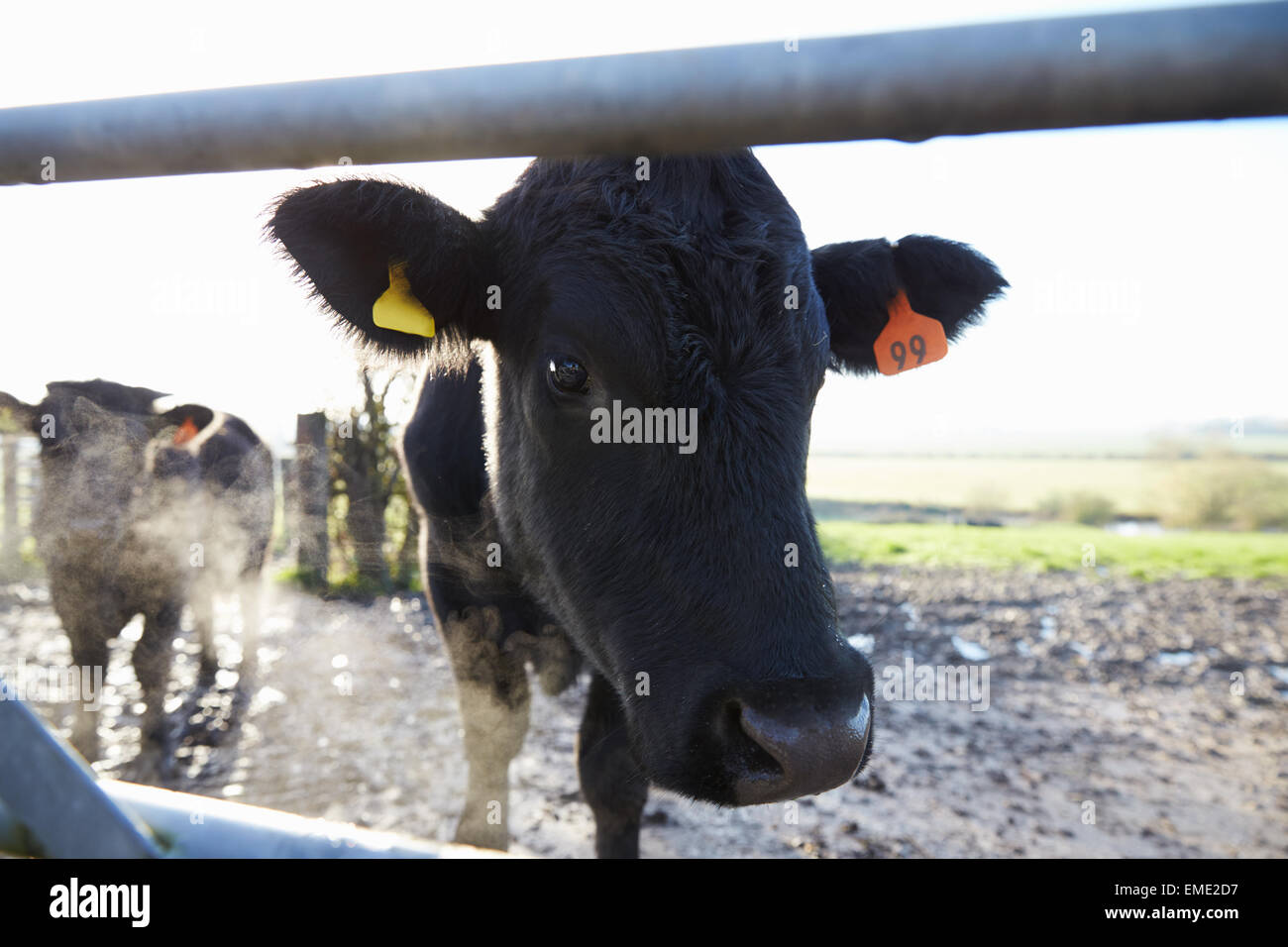 Cattle looking through gate hi-res stock photography and images - Alamy