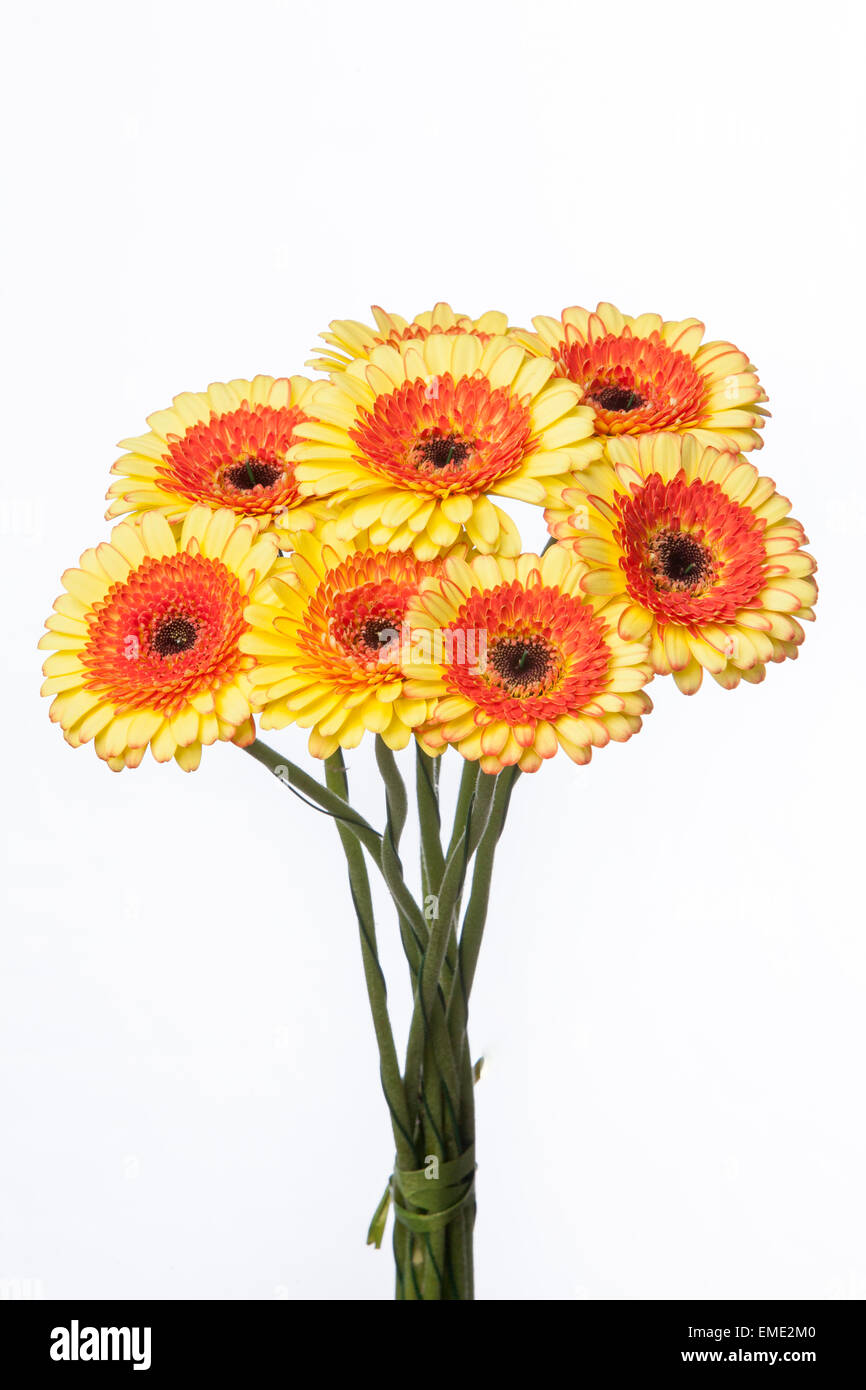 Bouquet of gerbera flowers isolated on white background Stock Photo - Alamy