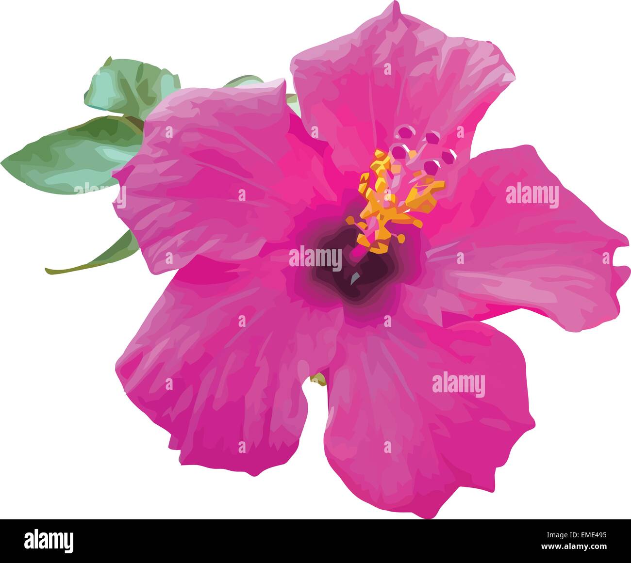 Hibiscus Stock Vector Images - Alamy