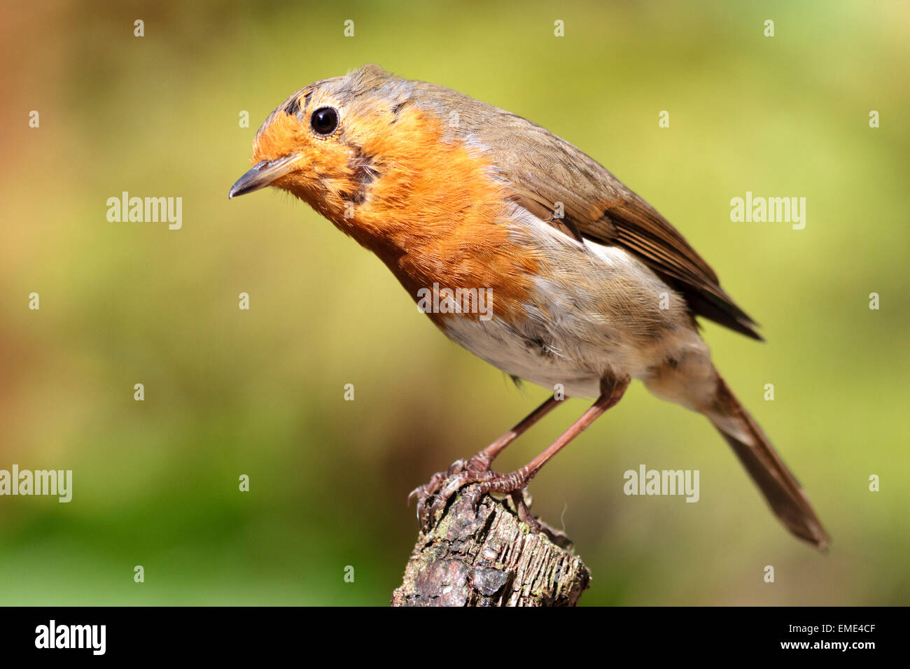 A robin (Erithacus rubecula) enjoys the spring sunshine in a garden in ...