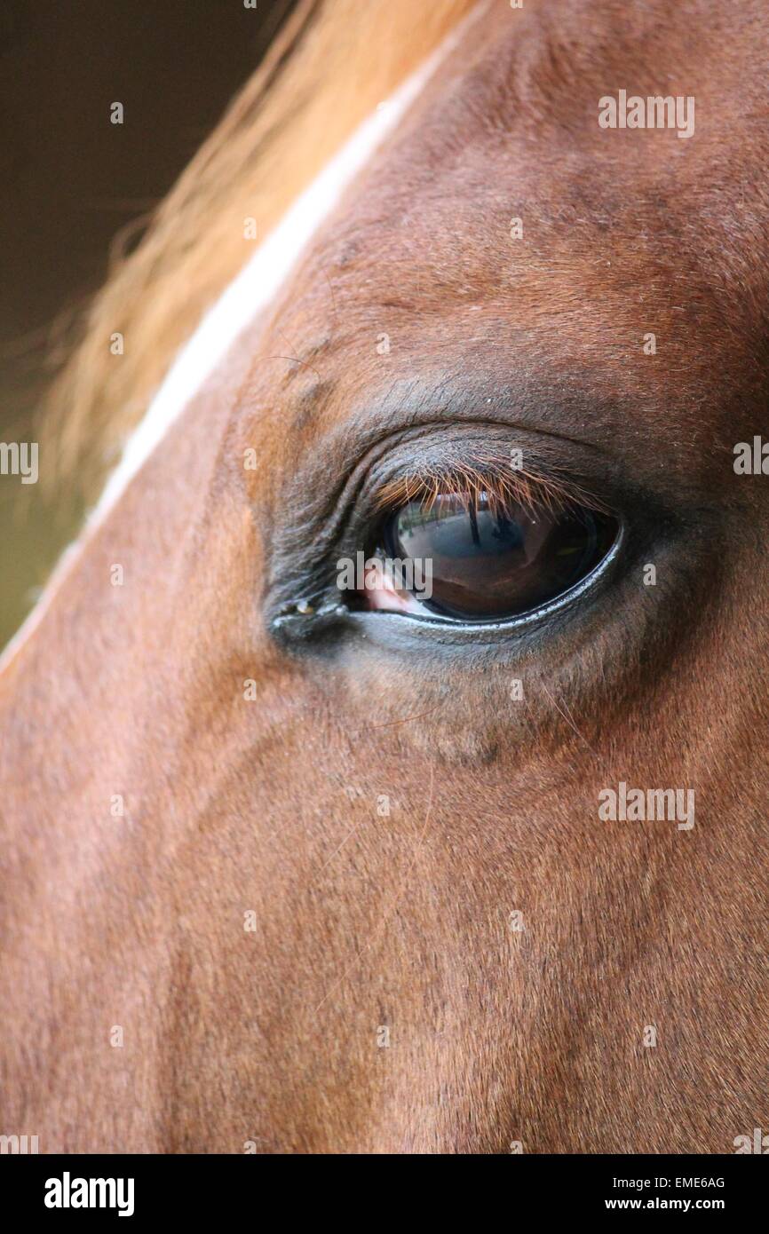 horse eye close up Stock Photo - Alamy