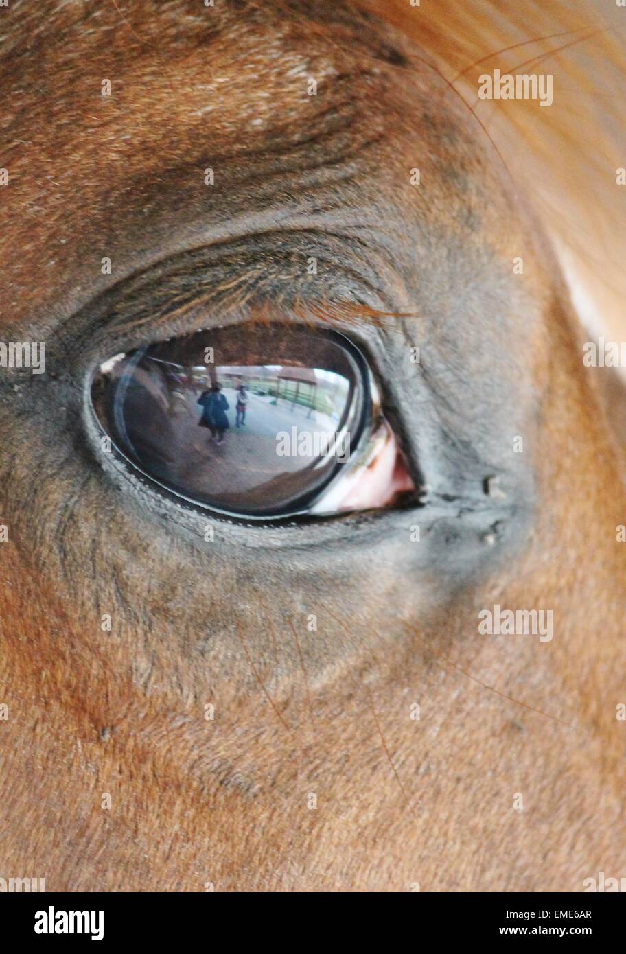 horse eye close up Stock Photo - Alamy