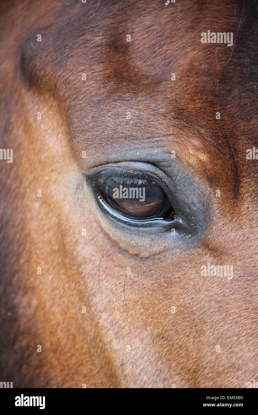 horse eye close up Stock Photo - Alamy