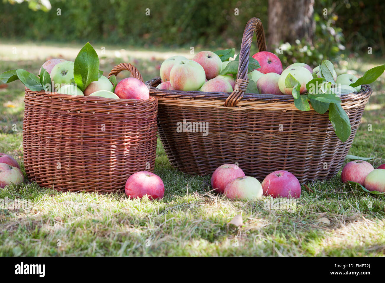 Apple harvest in baskets Stock Photo - Alamy