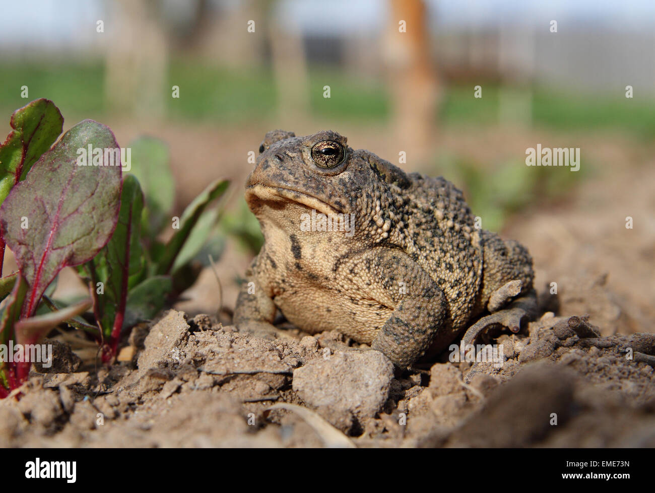 Toad in garden hi-res stock photography and images - Alamy
