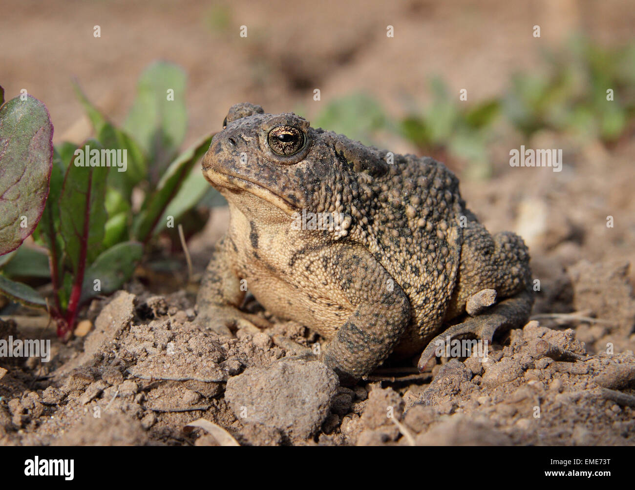 common toad sitting in garden Stock Photo - Alamy