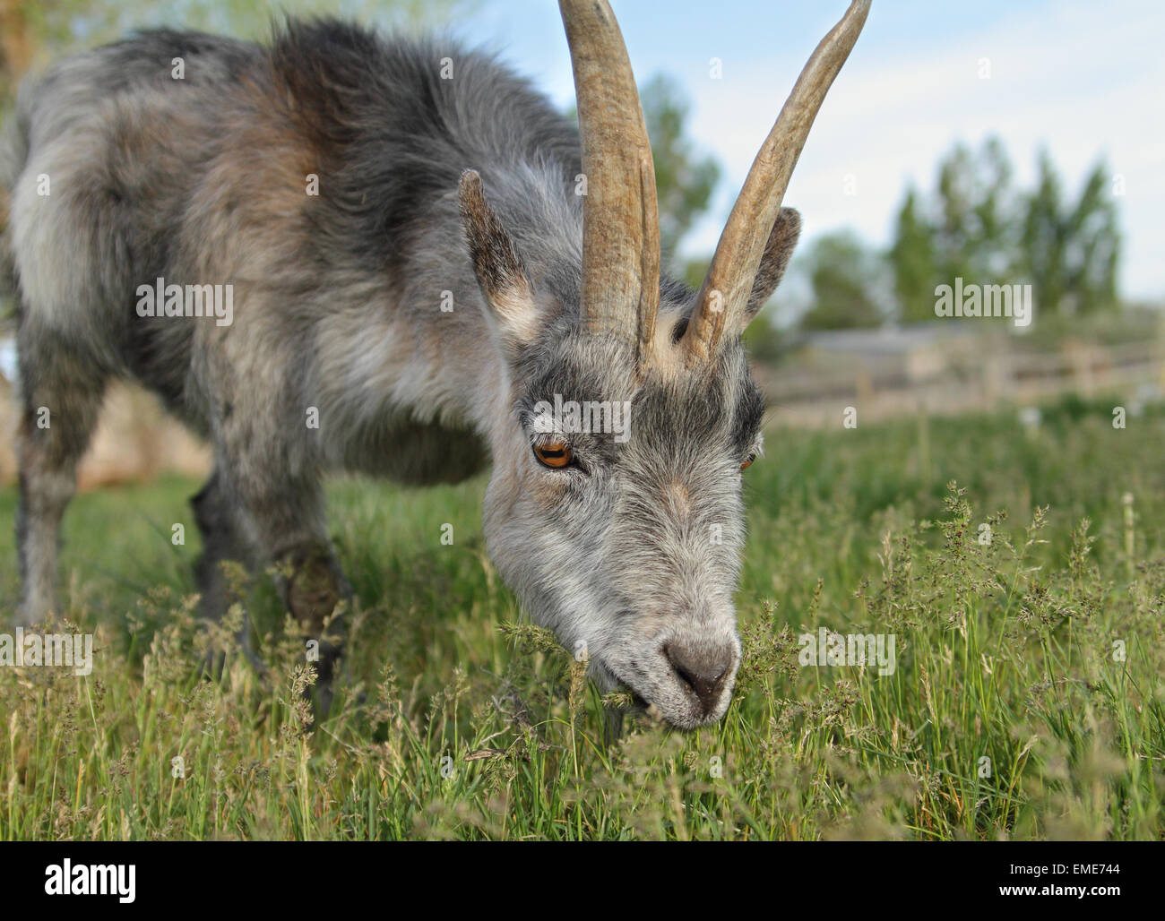 gray goat grazing on green grass close up Stock Photo - Alamy