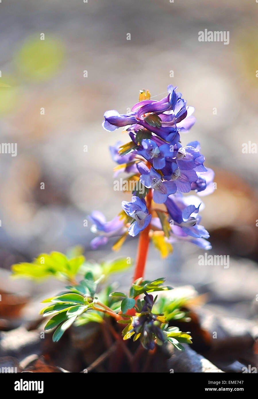Plant primrose - Corydalis forest Stock Photo - Alamy