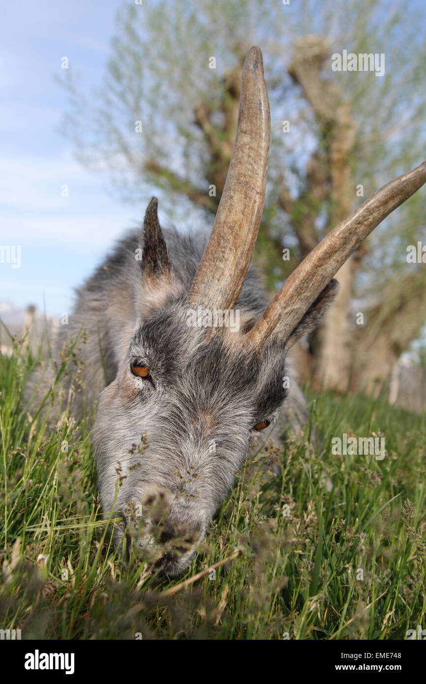 Male goat hi-res stock photography and images - Alamy