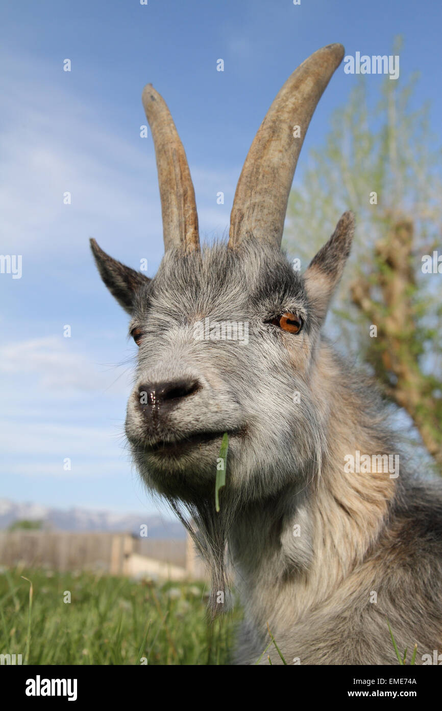 Goat face hi-res stock photography and images - Alamy