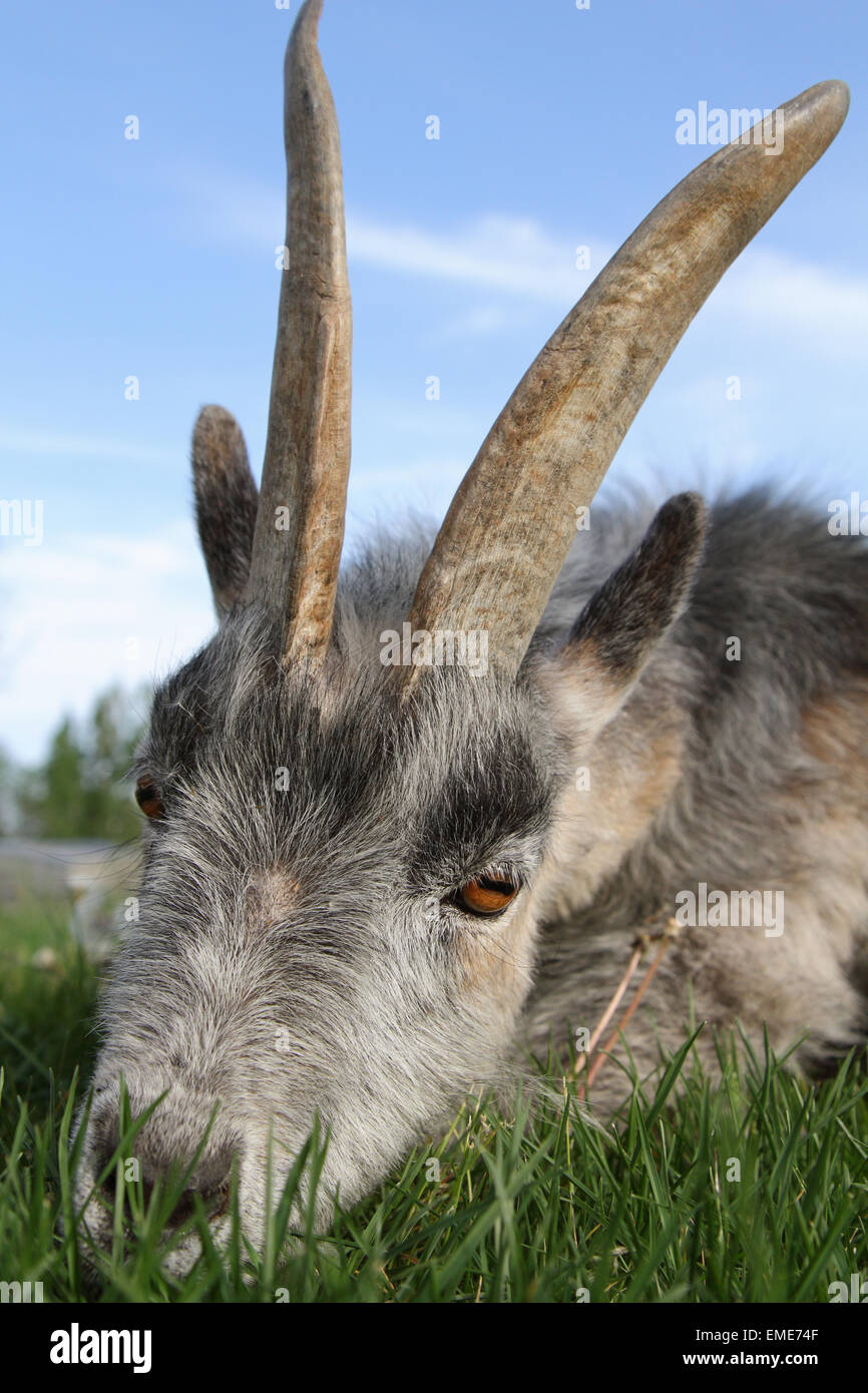 Gray goat hi-res stock photography and images - Alamy