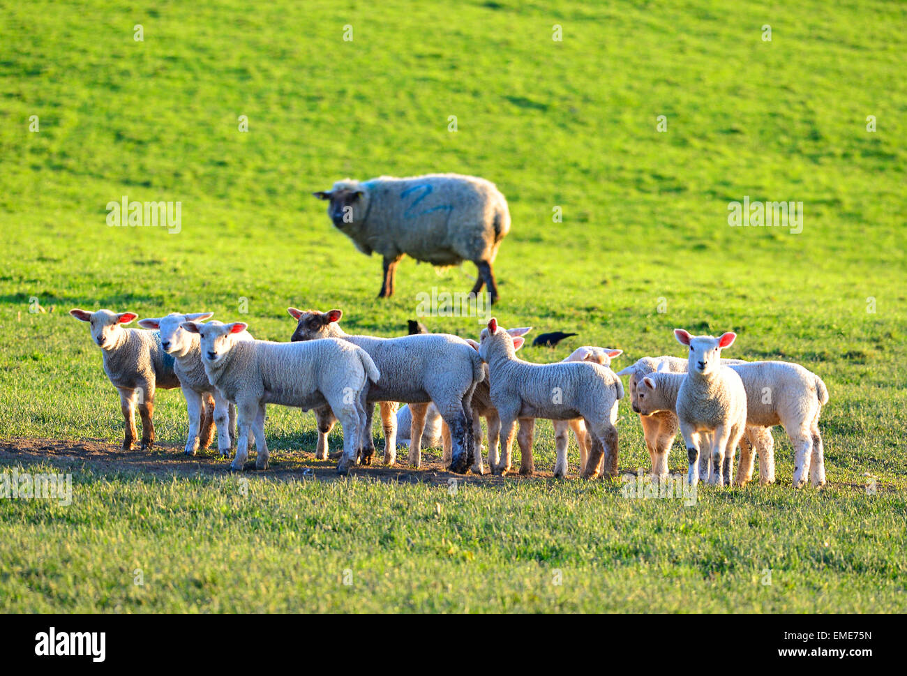 Irish field hi-res stock photography and images - Alamy