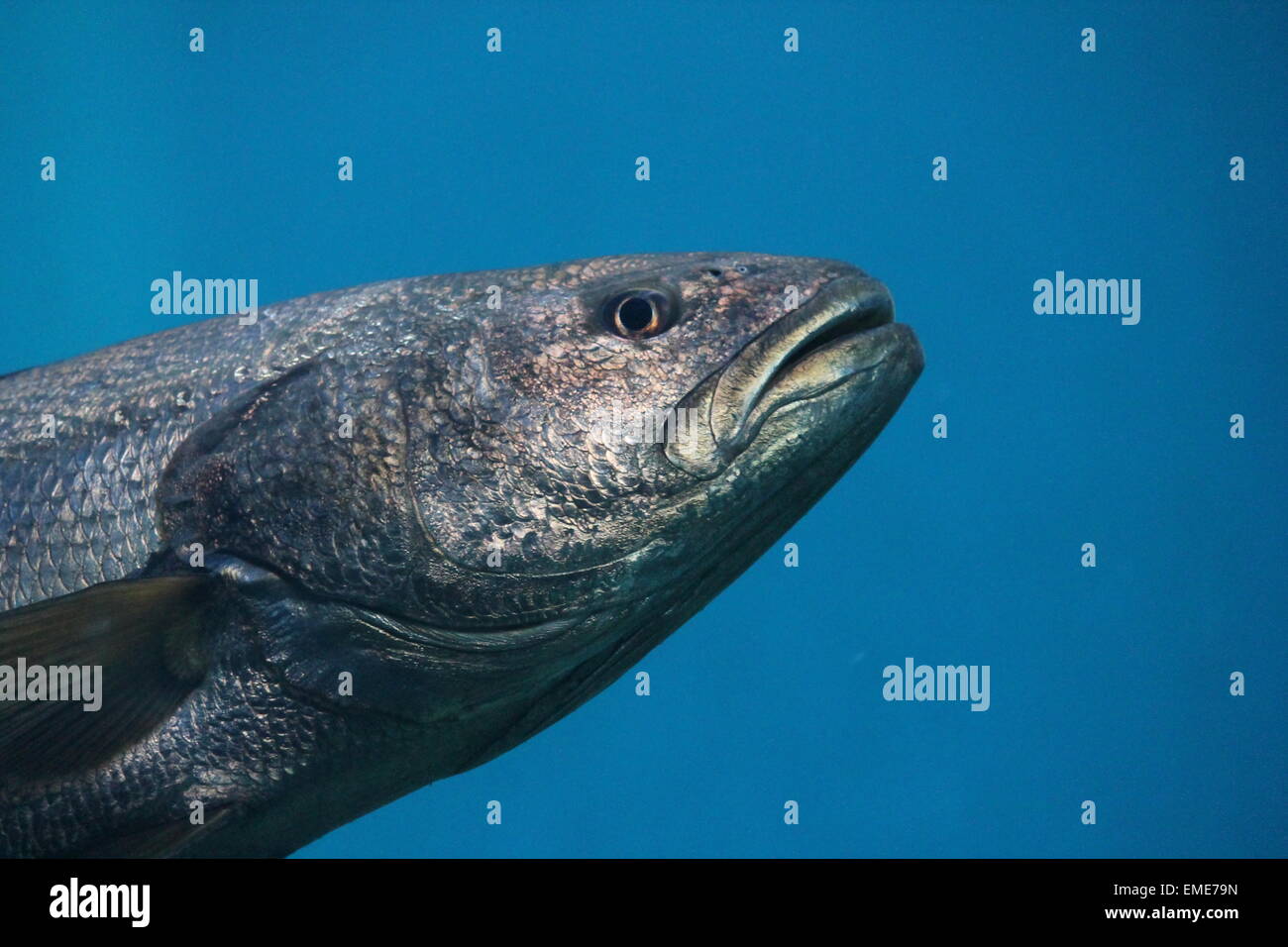tuna fish swimming underwater Bluefin Thunnus thynnus saltwater fish in ...