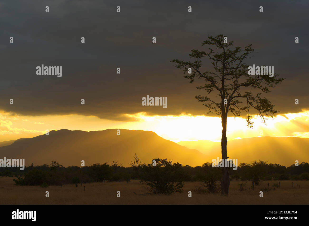Indigenous tree zimbabwe hi-res stock photography and images - Alamy