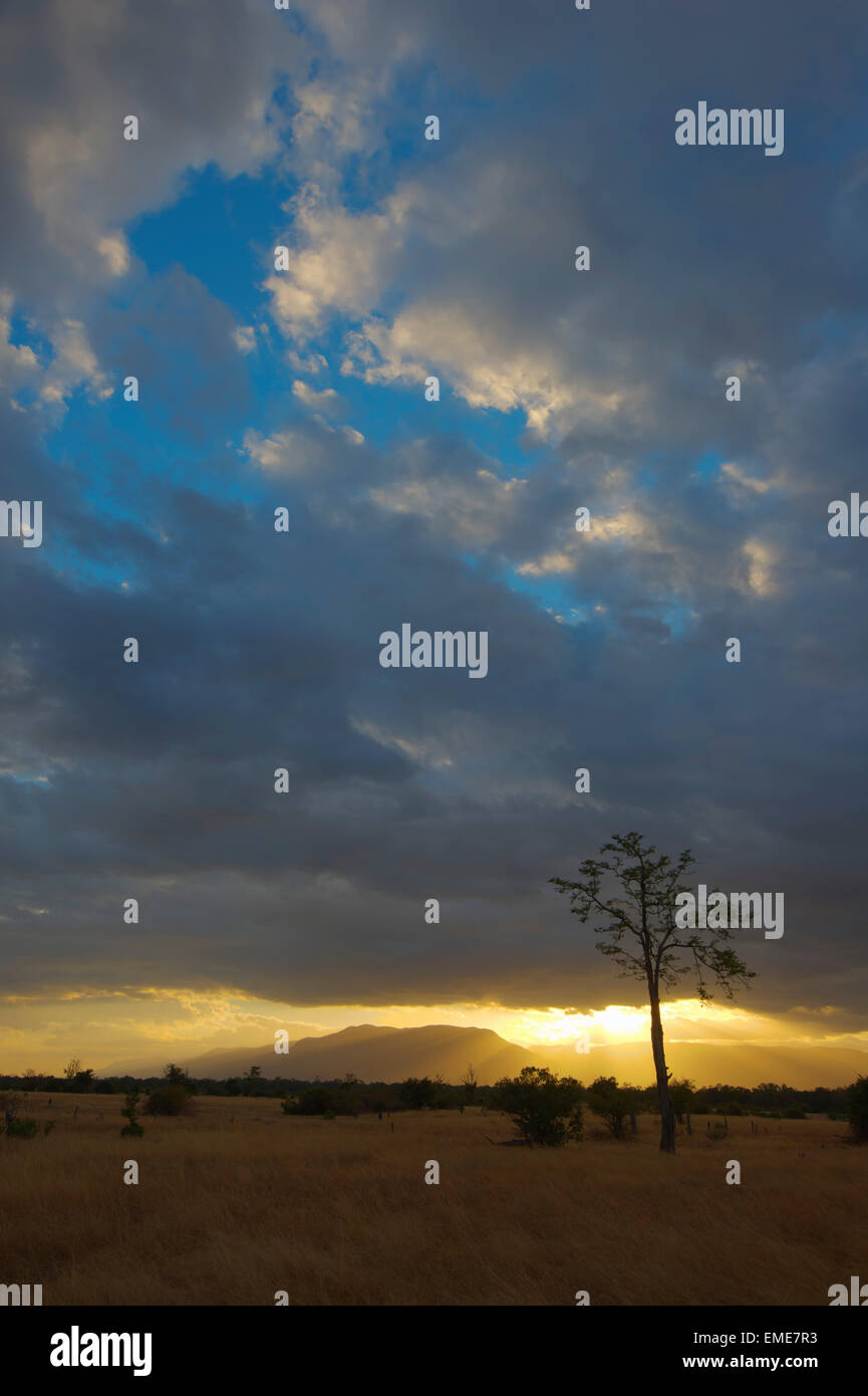Indigenous tree zimbabwe hi-res stock photography and images - Alamy