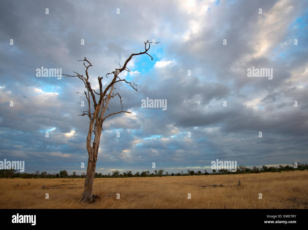 Indigenous tree zimbabwe hi-res stock photography and images - Alamy