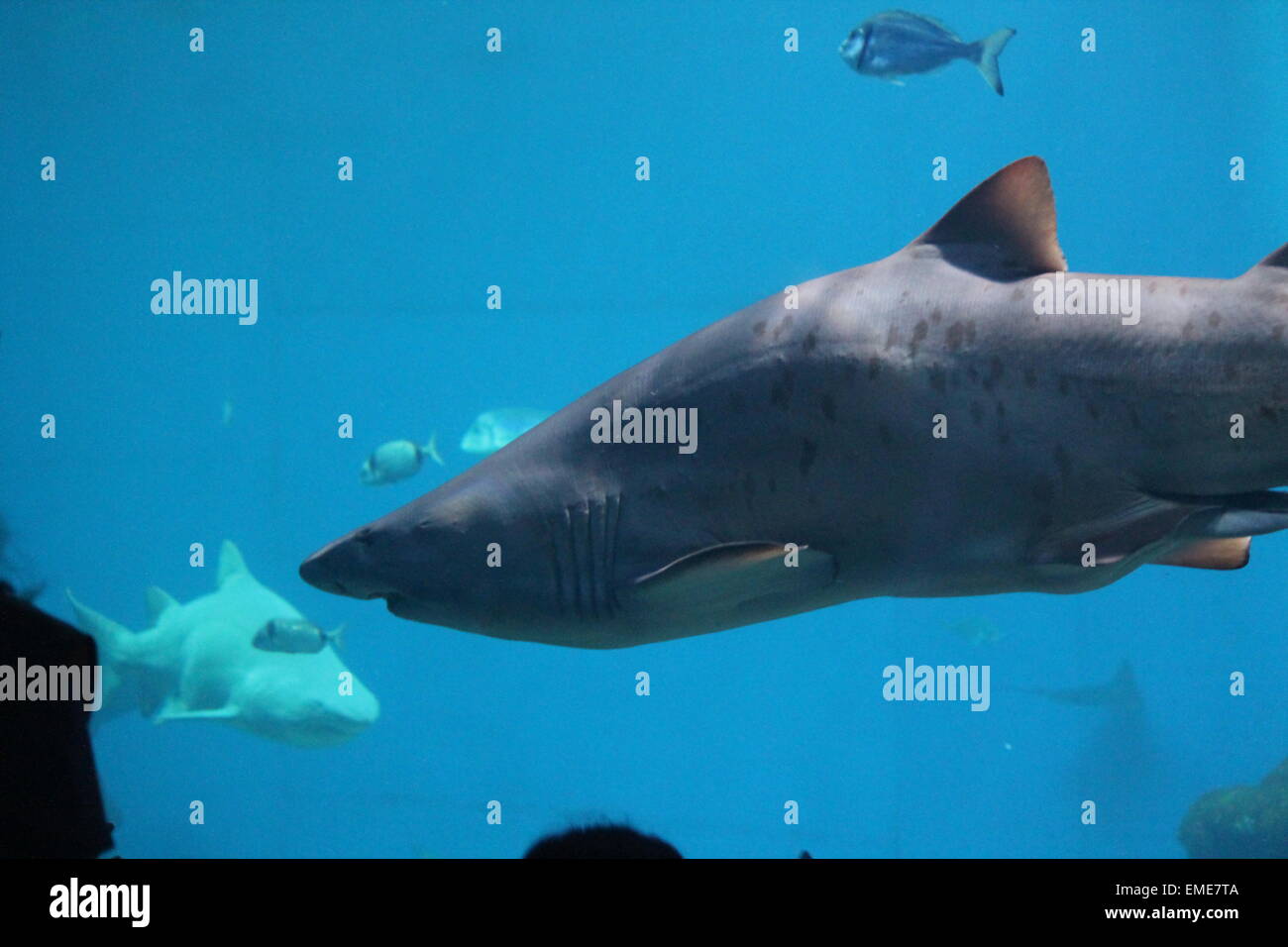 sand shark swimming underwater also know as a Sand Tiger Shark, grey ...
