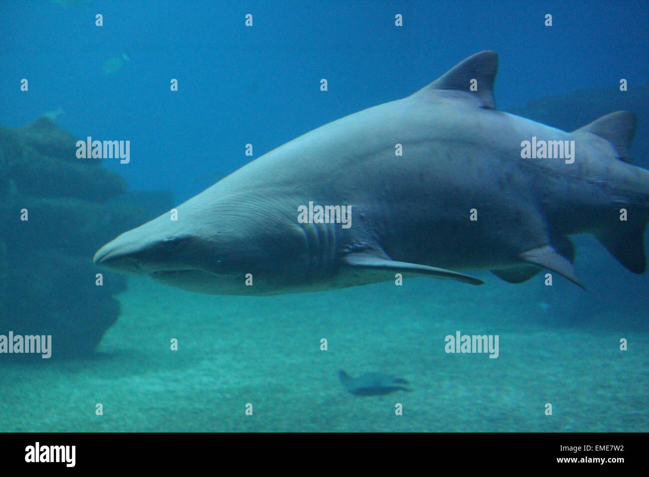 sand shark swimming underwater also know as a Sand Tiger Shark, grey ...