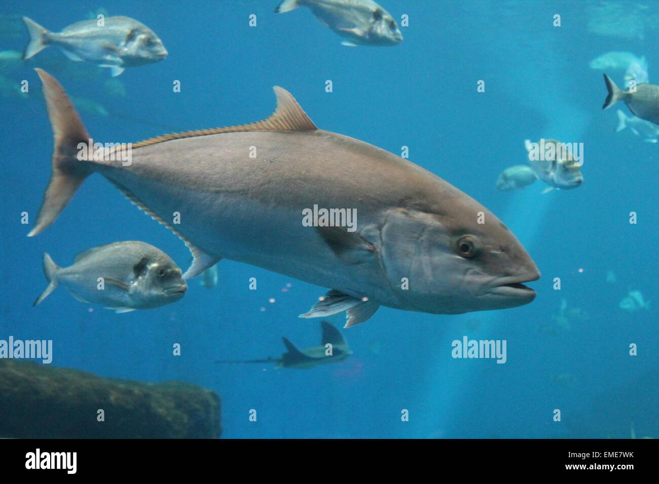 tuna - tuna swimming underwater alive with copy space background Stock ...