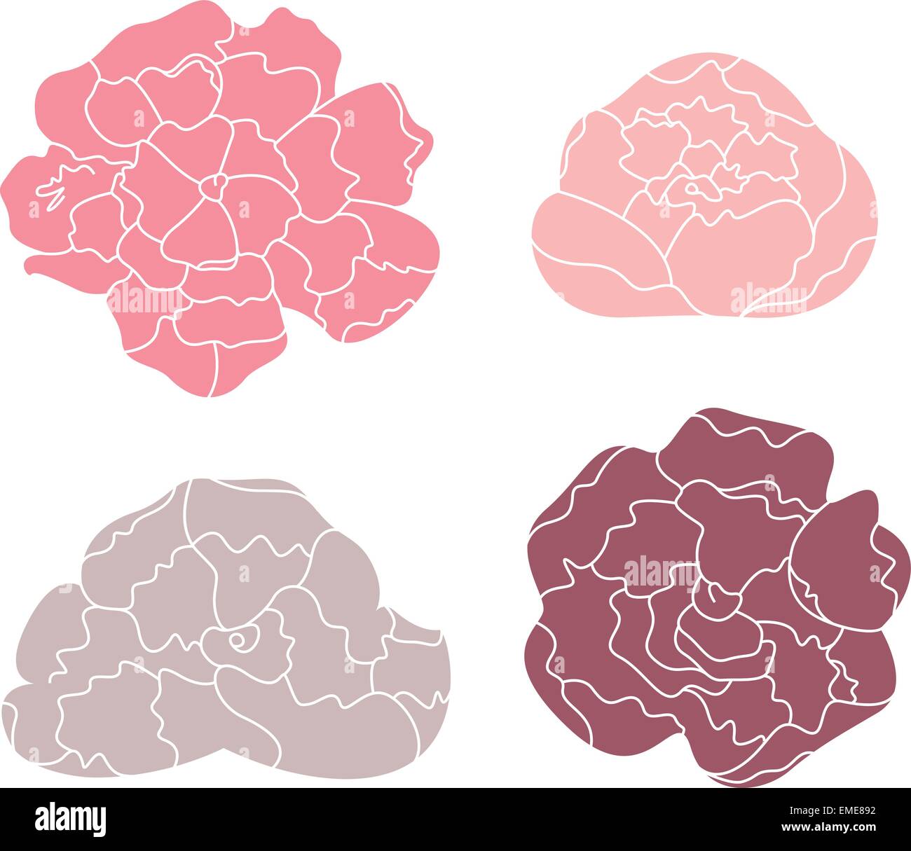 Pink peony vector Cut Out Stock Images & Pictures - Alamy