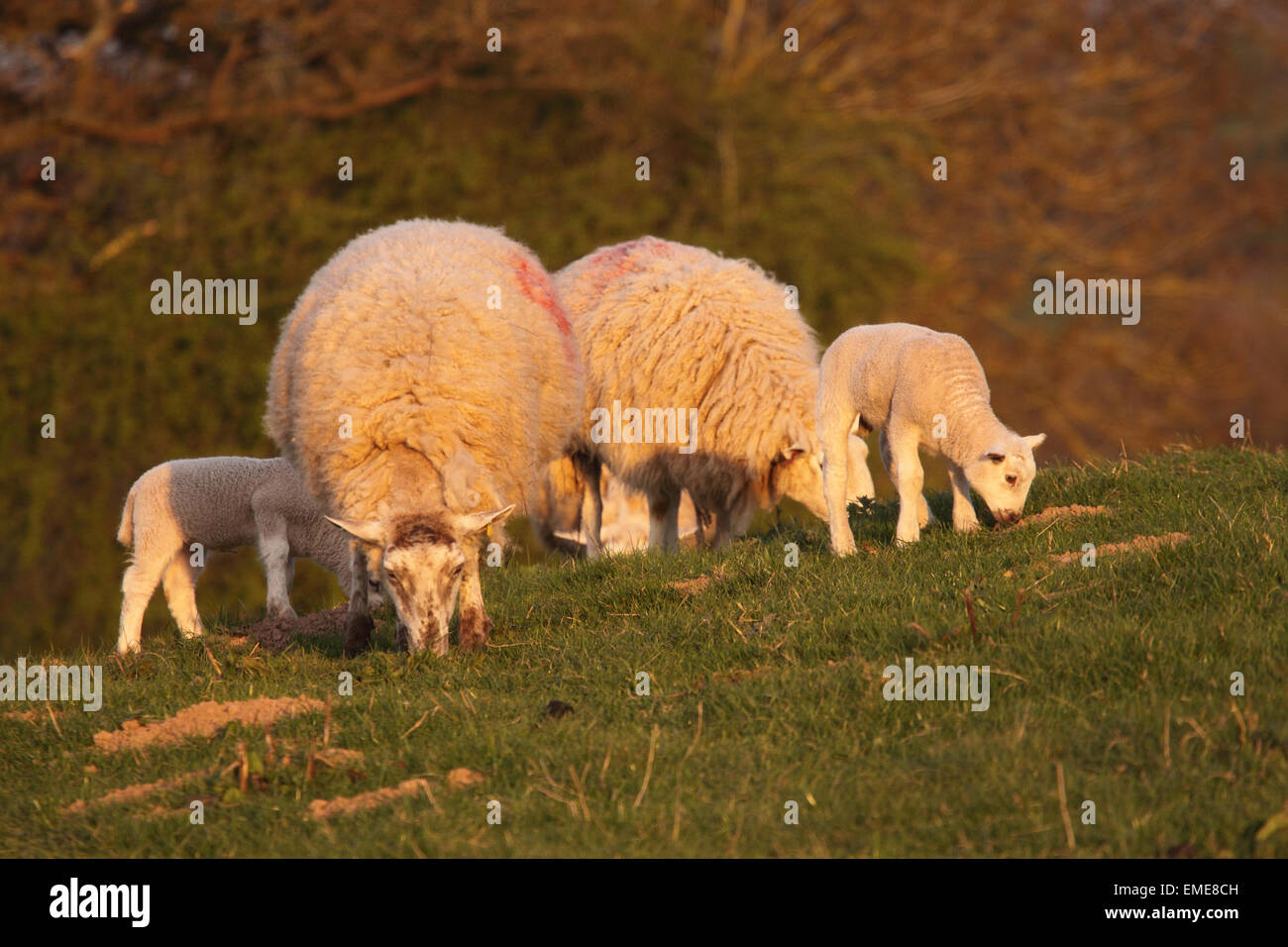 Weather sheep hi-res stock photography and images - Alamy