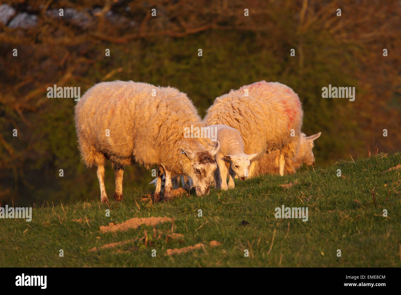 Weather sheep hi-res stock photography and images - Alamy