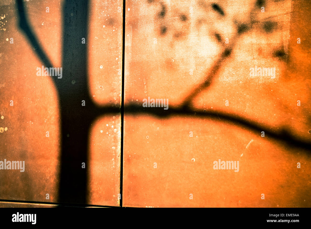 Shadow of a tree on a wall Stock Photo - Alamy