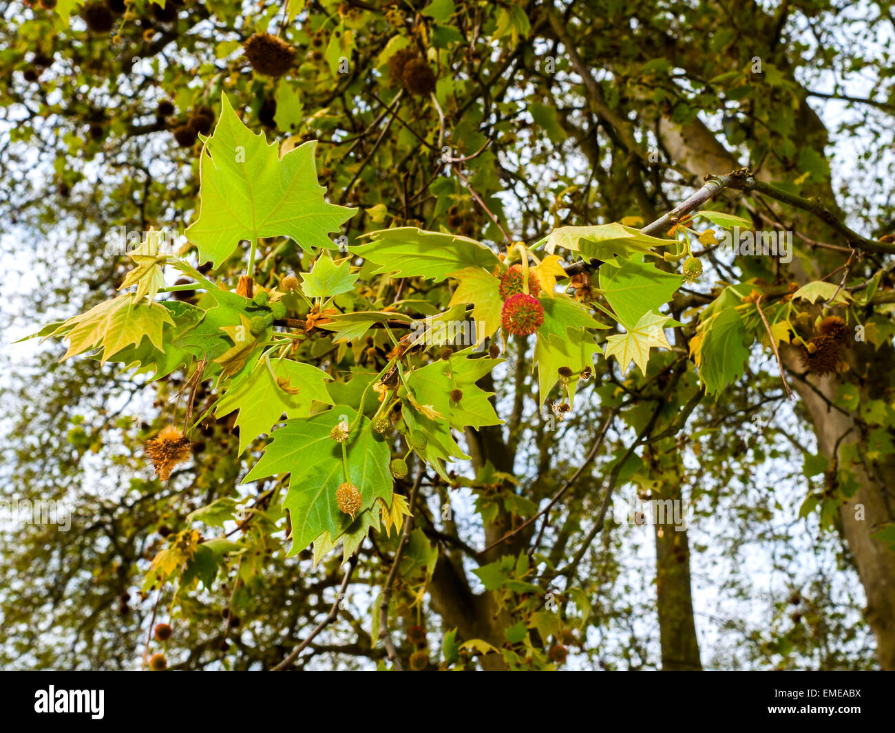 Plane leaf hi-res stock photography and images - Alamy