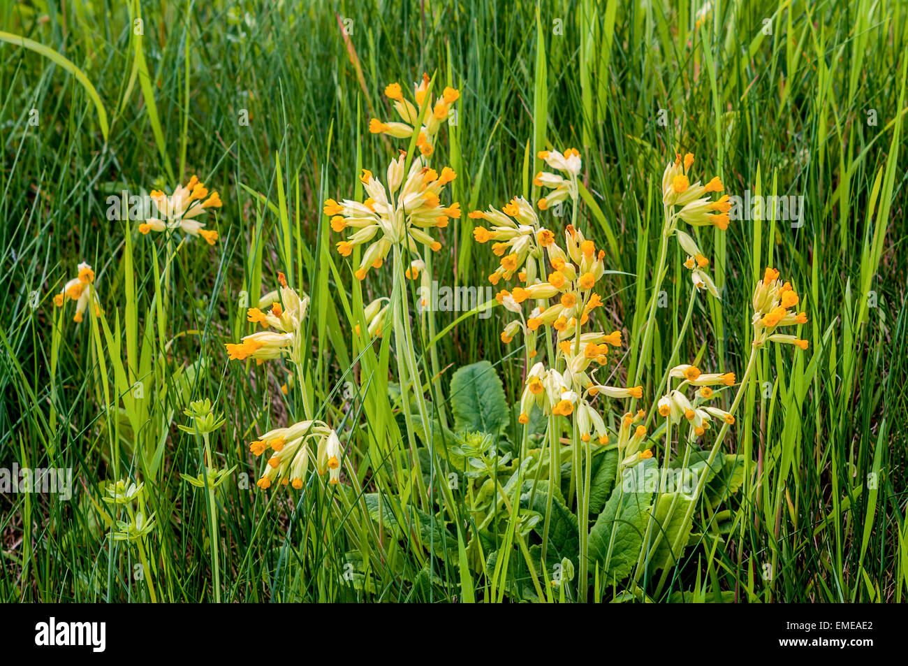 Cowslips / Primula vulgaris - France Stock Photo - Alamy