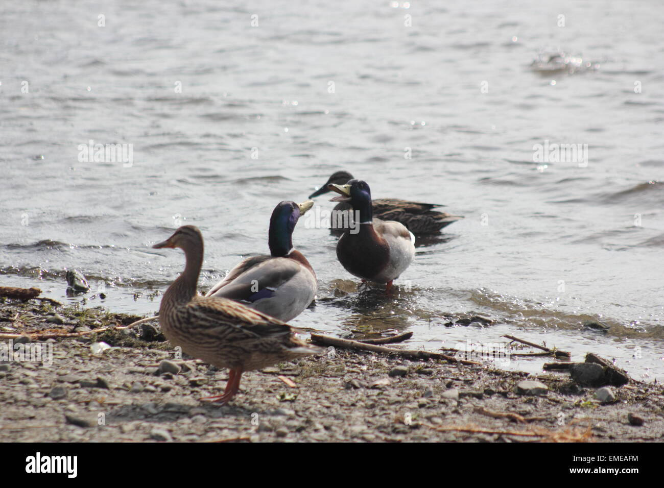 Ducks having a conversation Stock Photo - Alamy