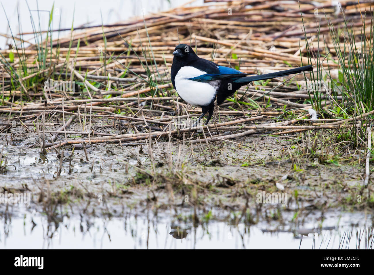 A magpie (Pica pica) is gathering materials to construct a nest Stock ...