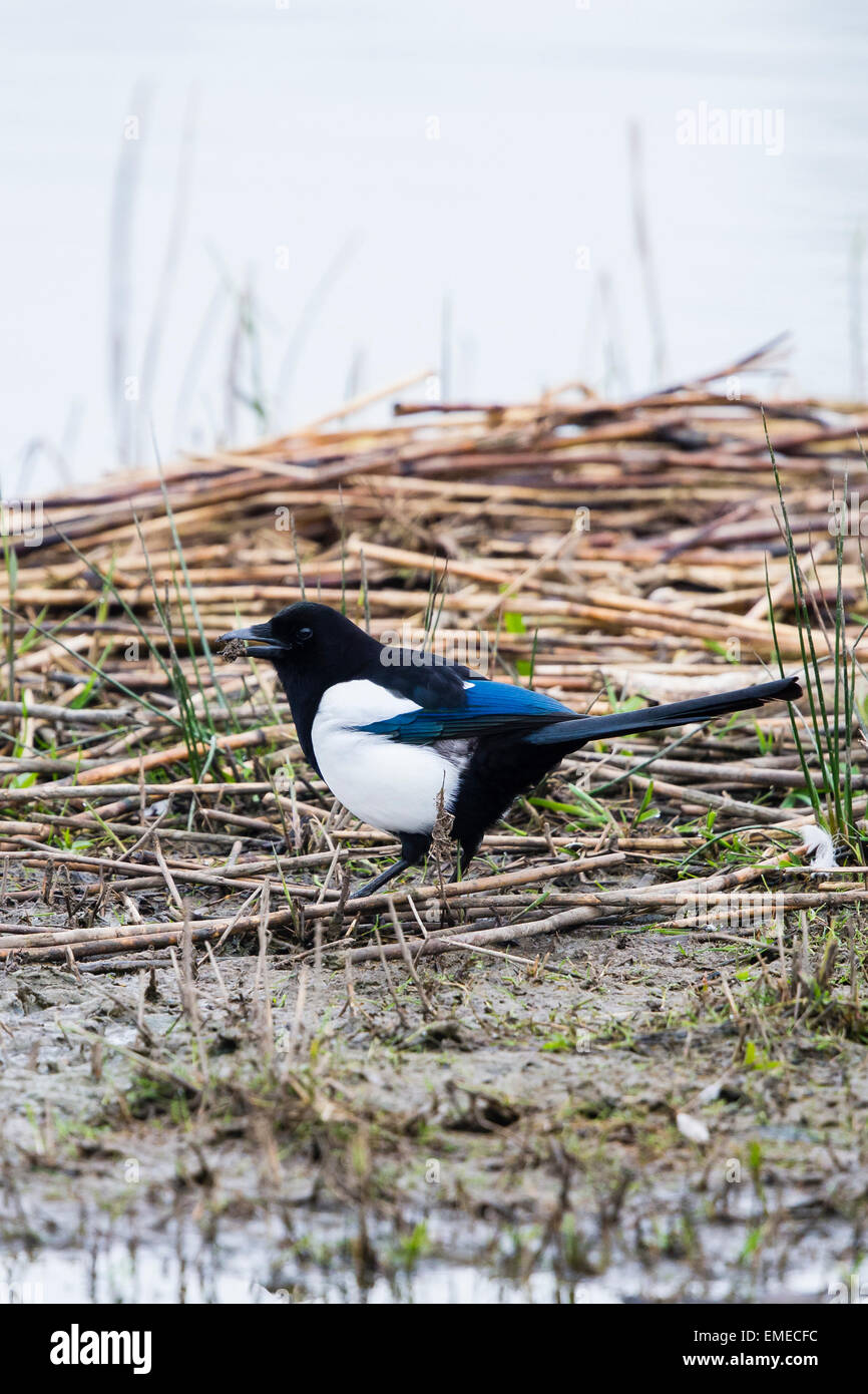 A magpie (Pica pica) is gathering materials to construct a nest Stock ...