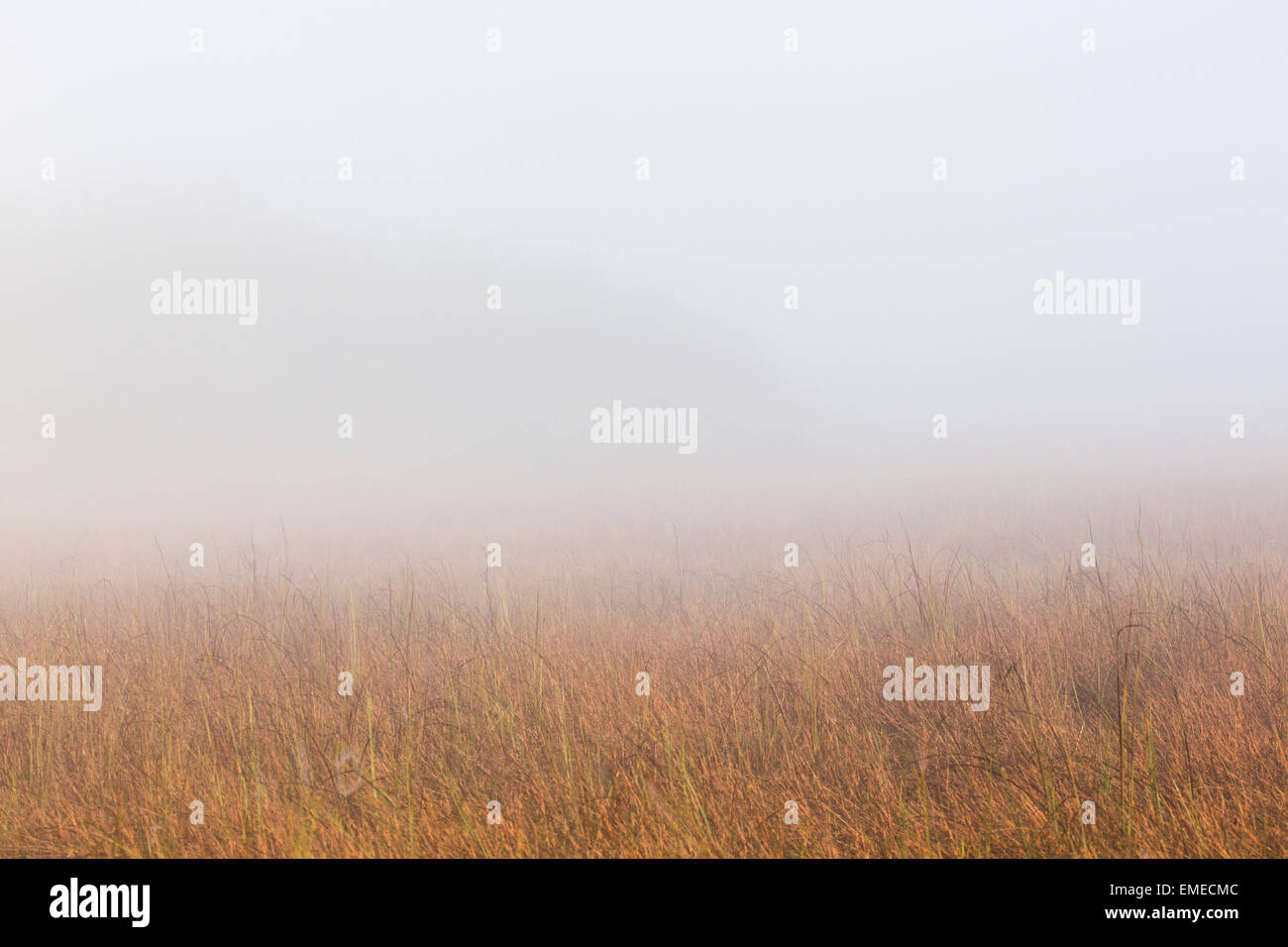 Cladium (Fen-sedge, Sawgrass or Twig-sedge) at the Royal Palm visitor ...