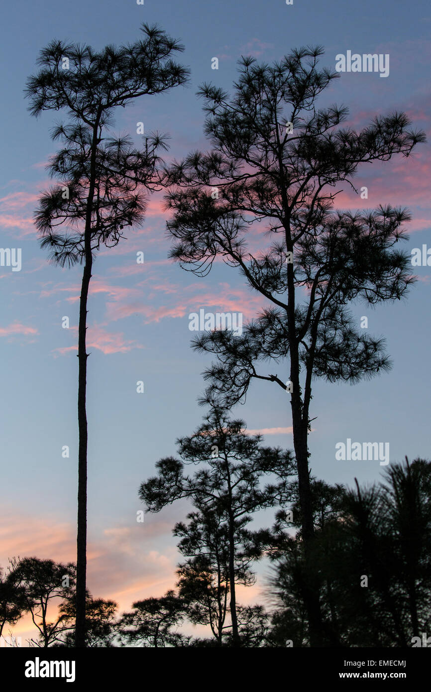 Pine trees reach towards the sky at Long Pine Key in the Florida ...