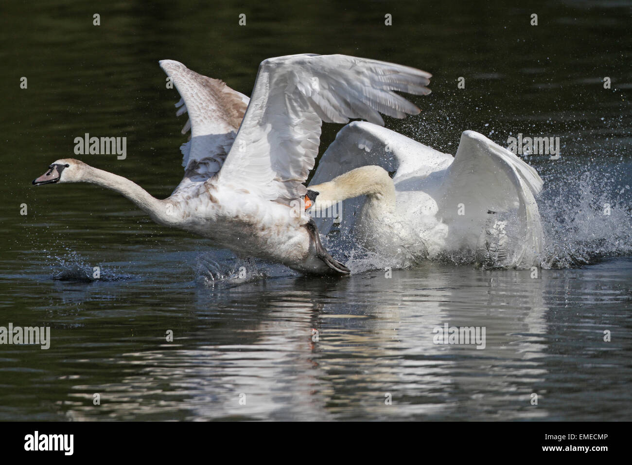 Swans legs hi-res stock photography and images - Alamy