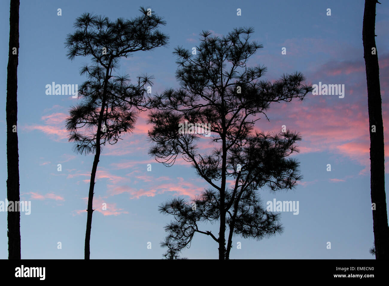 Pine trees reach towards the sky at Long Pine Key in the Florida ...