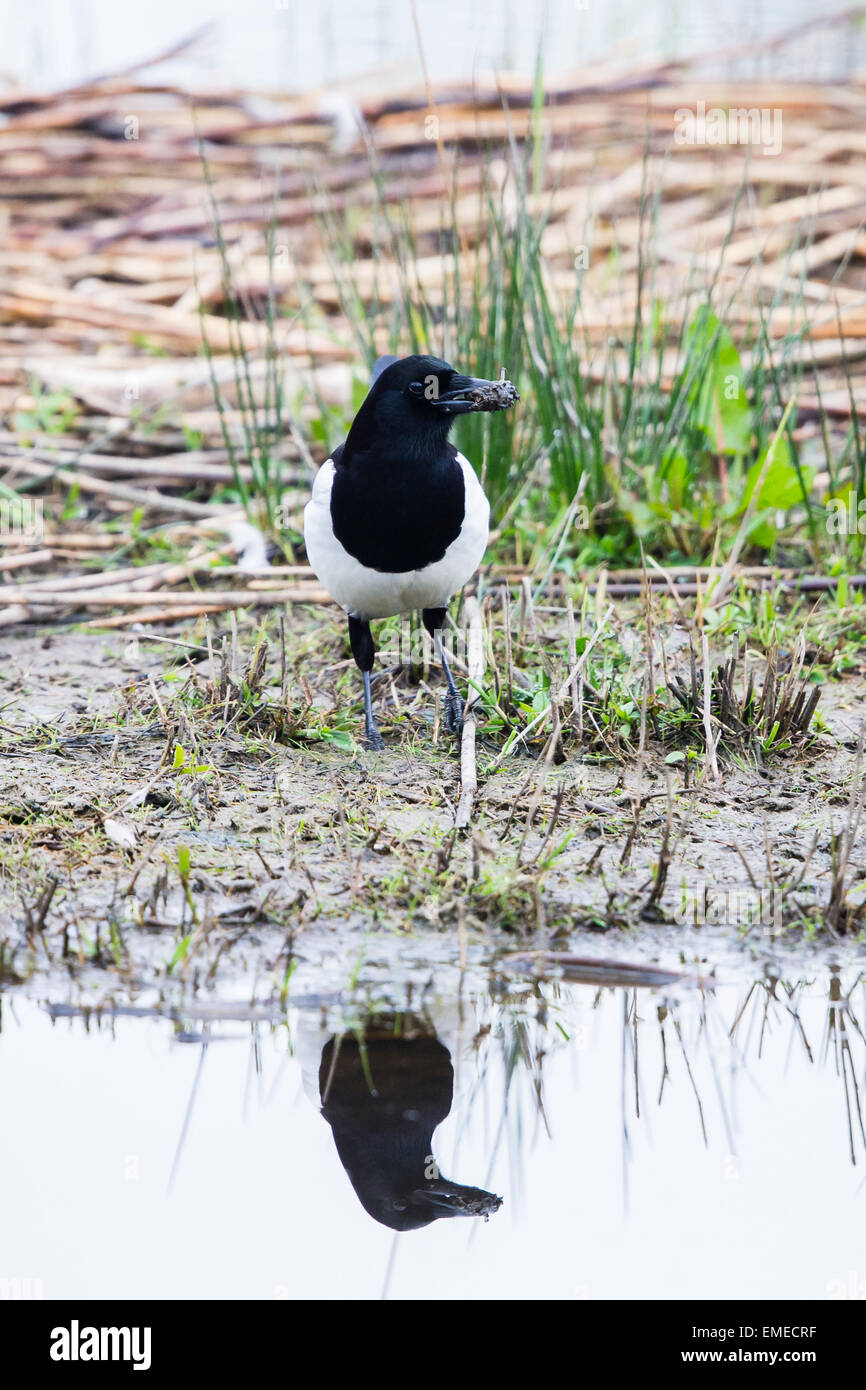 A magpie (Pica pica) is gathering materials to construct a nest Stock ...