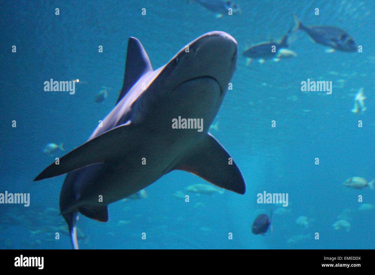 sand shark swimming underwater also know as a Sand Tiger Shark, grey ...
