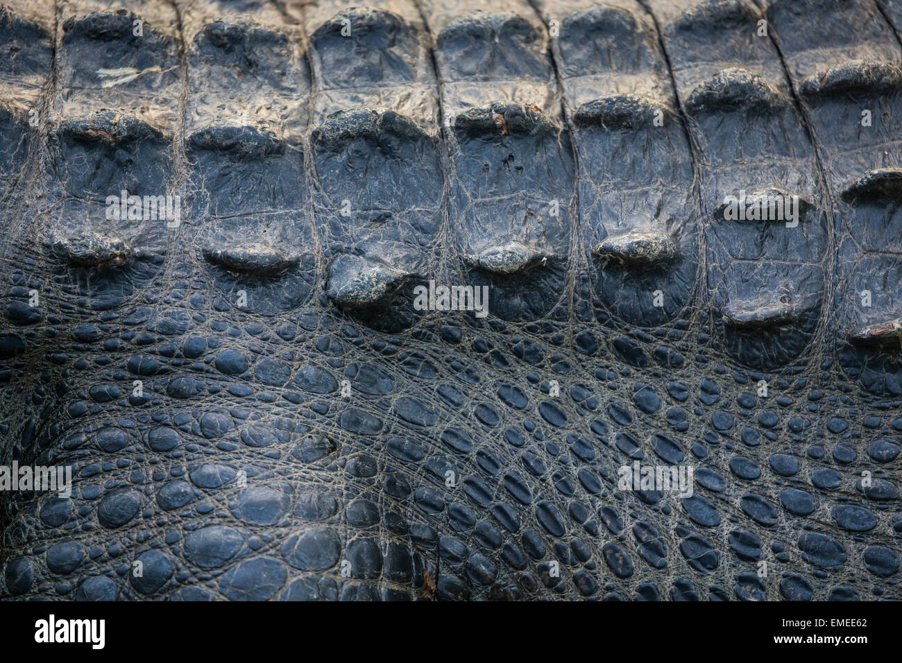 Alligator skin hi-res stock photography and images - Alamy