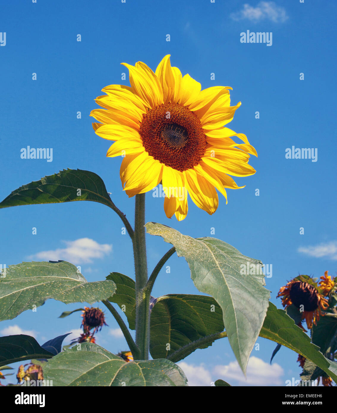 sunflowers on natural sky beackground Stock Photo - Alamy