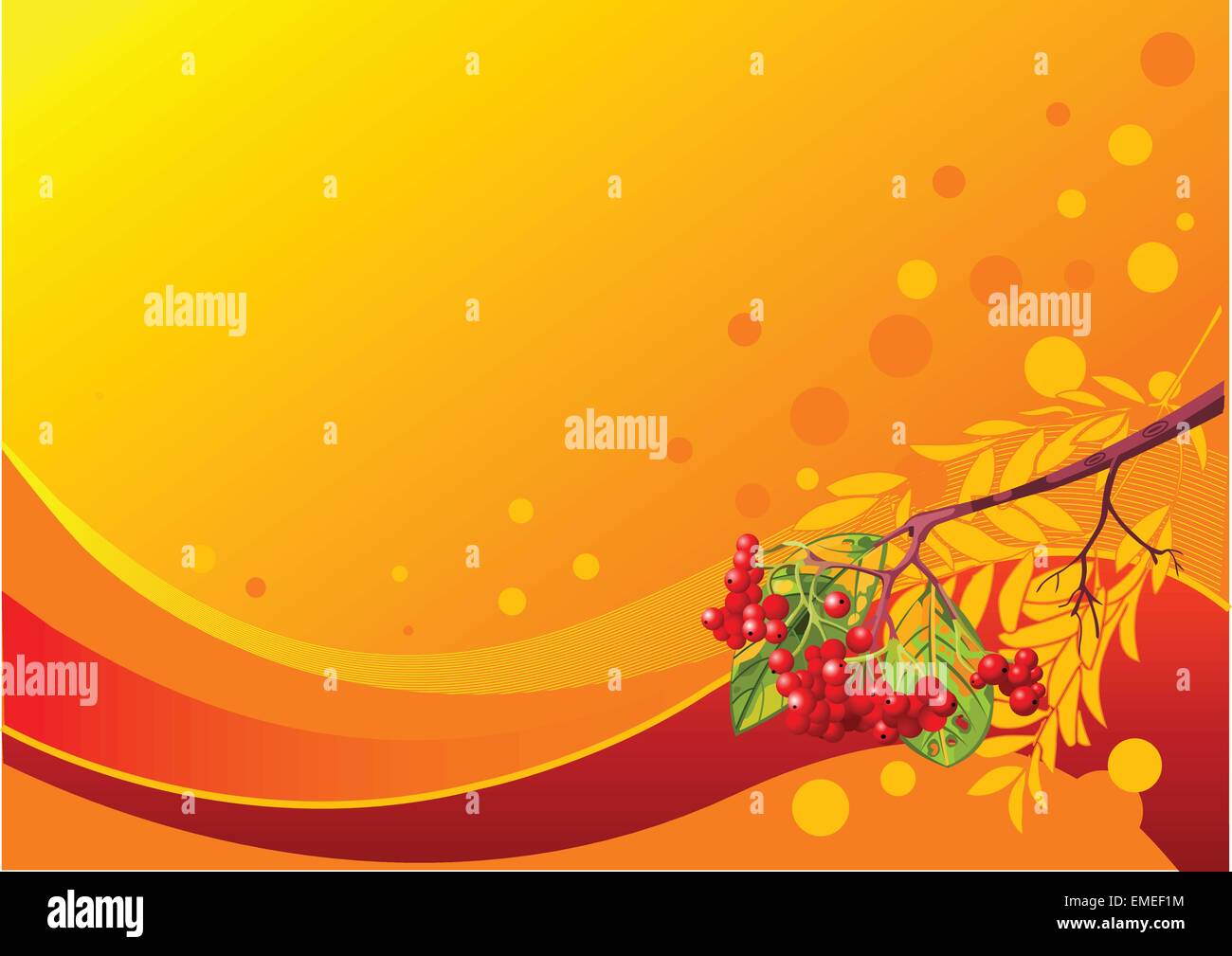 Rowan mountain ash in Stock Vector Images - Alamy