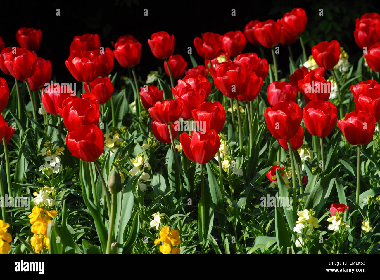 London, UK, 20 April 2015, Bright April sunshine brings to life the ...