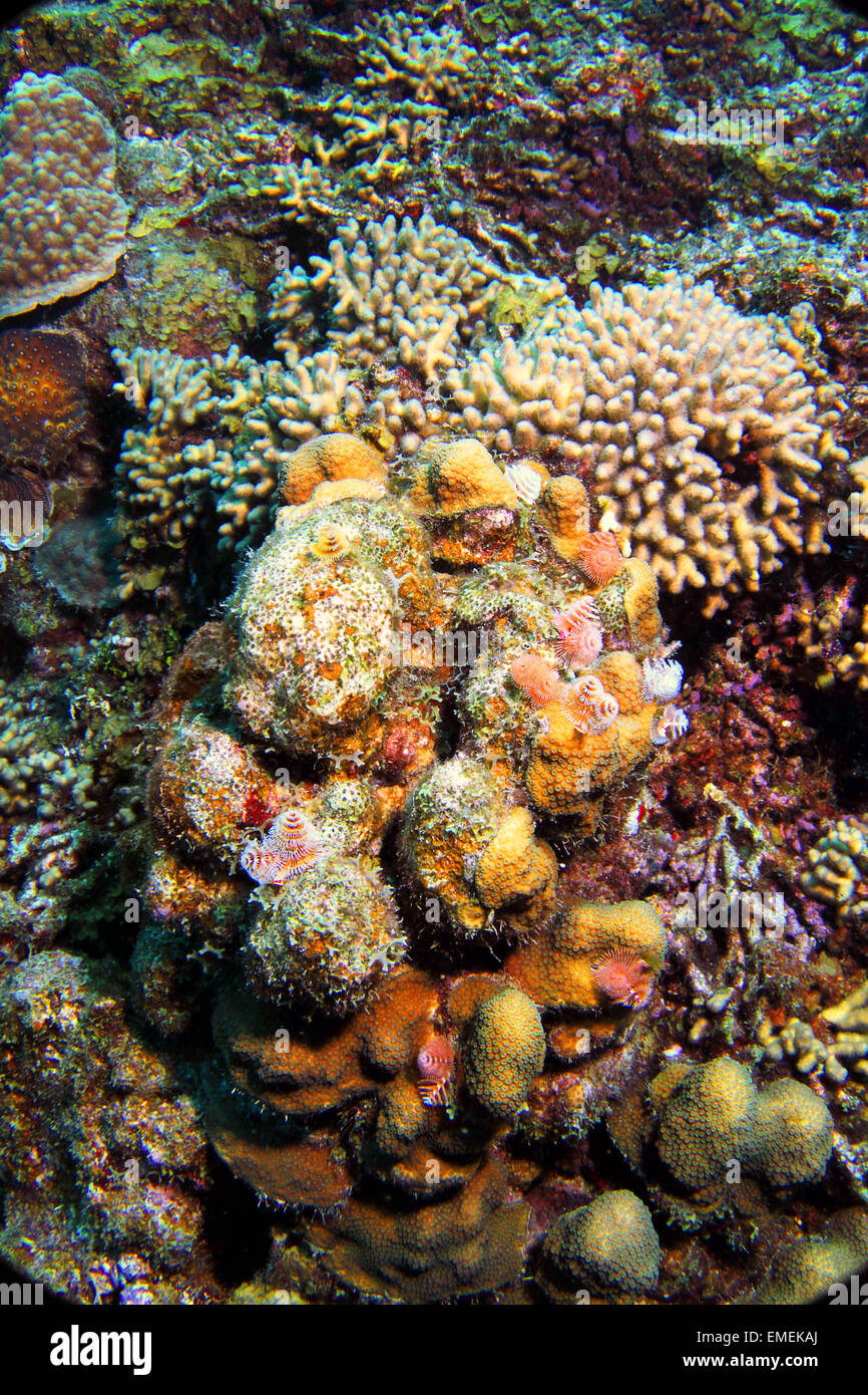 A patch of beautiful reef including corals, sponge's anemone's and ...
