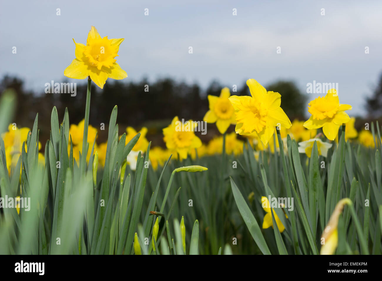 The Isles of Scilly are well known for the Narcissi flower farms. The ...