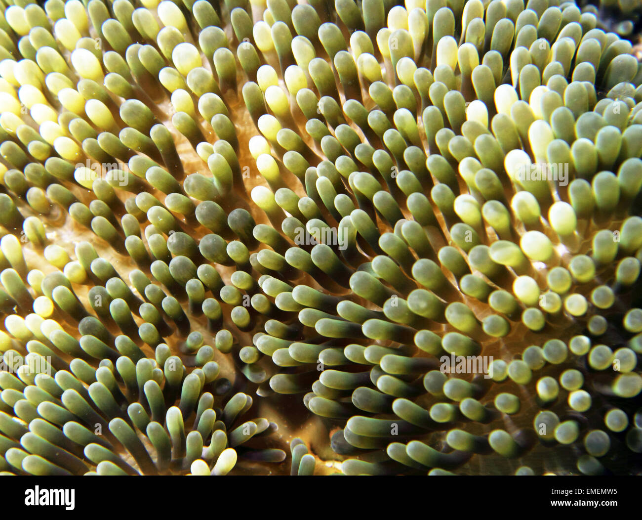 Close up view of a beautiful Sun anemone Stock Photo - Alamy